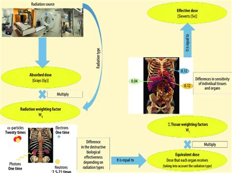 Scheme Of Determining The Effective Dose Download Scientific Diagram