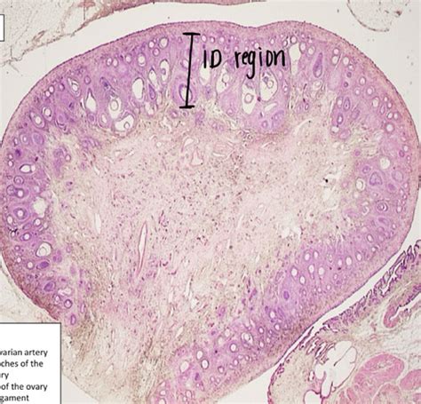 Female Lab Flashcards Quizlet