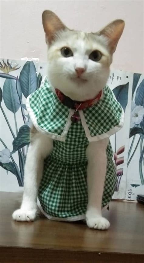 โชกี้แมวนางแบบ ฉีเขียวนุดว่าฉวยมั้ยก๊ะน้อนถ่ายยังไงก็ไม่ฉ