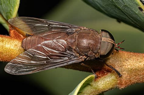 How To Stop Flies On Horses at Joseph Tower blog