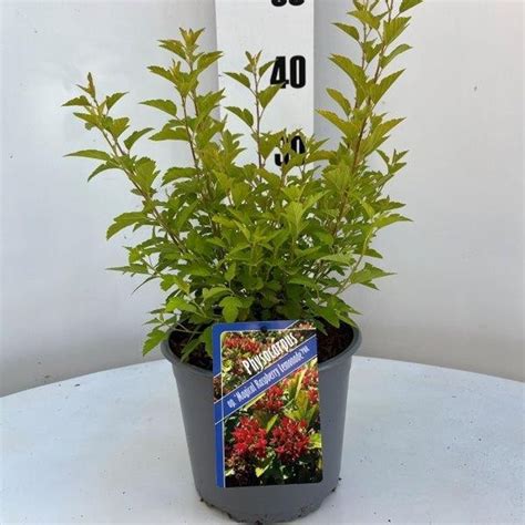 Physocarpus Opulifolius Raspberry Lemonade — Plant Wholesale Floraccess