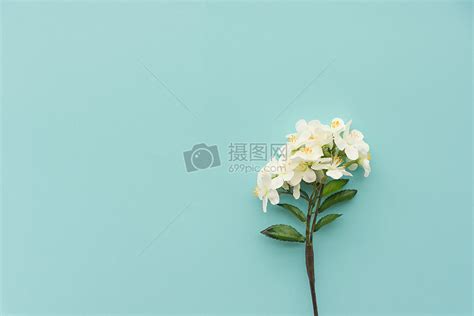 白色小花背景高清图片下载 正版图片500464978 摄图网