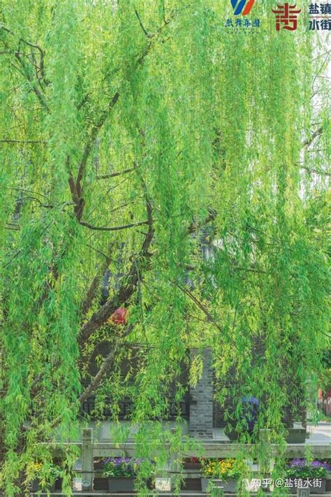 又见燕舞·花开春天 寻找春日色卡，留住水街春色 知乎