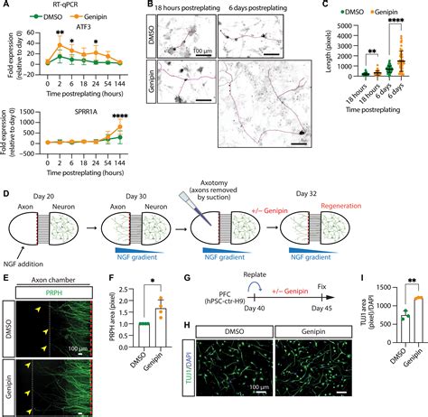 Genipin Rescues Developmental And Degenerative Defects In Familial