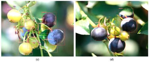 A Lightweight Detection Method For Blueberry Fruit Maturity Based On An Improved Yolov5 Algorithm