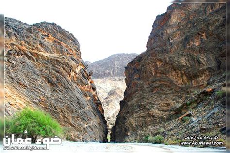عسل السدر