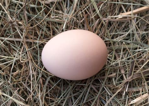 All About The Black Australorp Chicken Breed