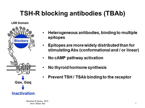 Tsh Receptor Antibodies Clinical Applications And Clinical Relevance