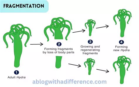 Multiple Fission And Fragmentation 8 Awesome Difference You Will Be