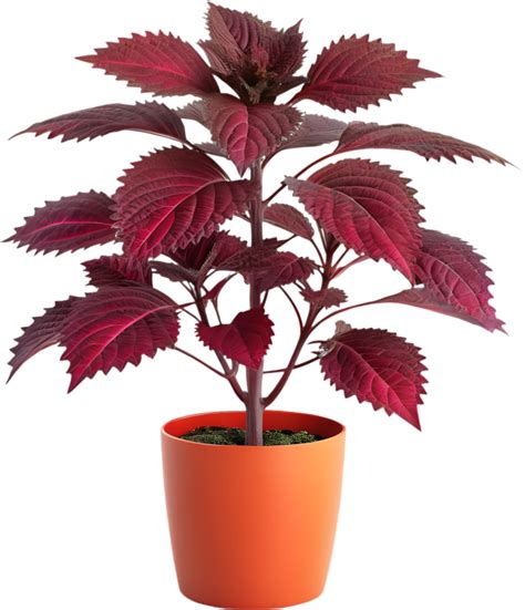 Japanese Red Shiso Leaf Clipart For Decoration 58057280 Png