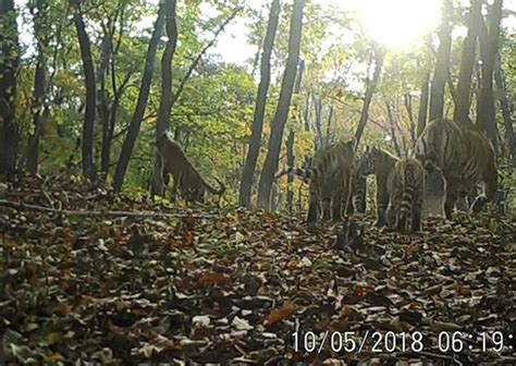 吉林珲春东北虎豹国家公园野生东北虎家庭现身 神秘的地球 科学自然地理探索
