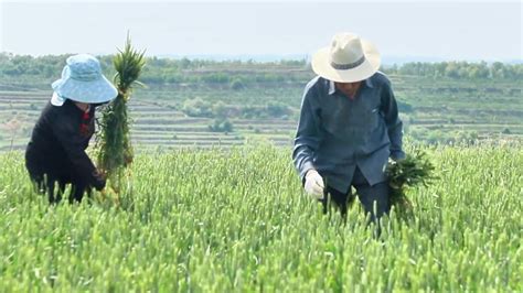 为了一粒好种子 他们把实验室搬进麦田 凤凰网视频 凤凰网