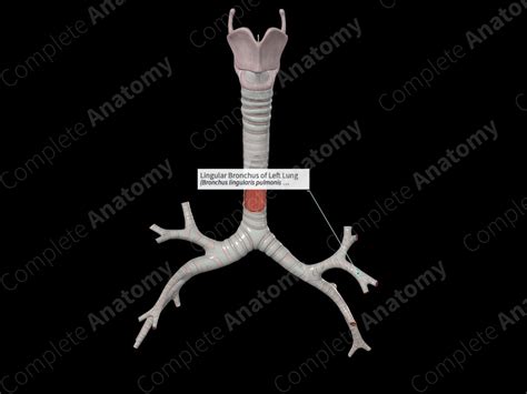 Lingular Bronchus Of Left Lung Complete Anatomy