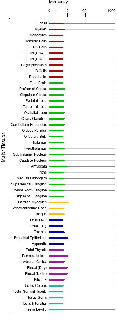 Asph Gene Genecards Asph Protein Asph Antibody