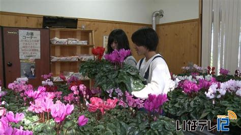 信大農学部 シクラメン販売開始｜ニュース｜伊那谷ねっと