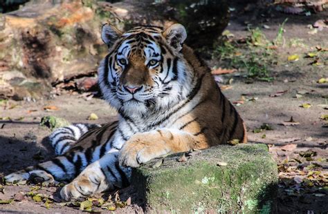 图片素材 娱乐 野生动物 动物园 捕食者 动物群 虎 脊椎动物 危险 大猫 猫喜欢哺乳动物 4690x3075