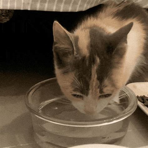 家里猫咪不爱喝水要如何诱导试试这几招 知乎