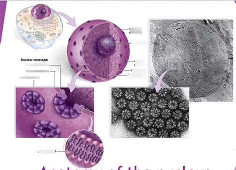 Anatomy Of Nucleus Diagram Quizlet