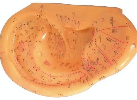 Human Body Acupuncture Ear Model Acupuncture Model And Ear Model