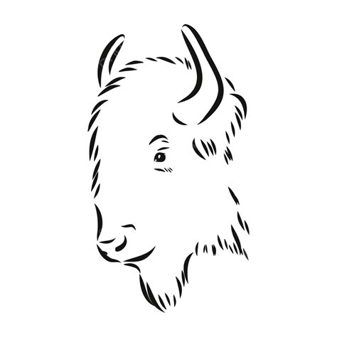 Bison Head Vector Sketch Illustration Hand Portrait Line Vector Hand
