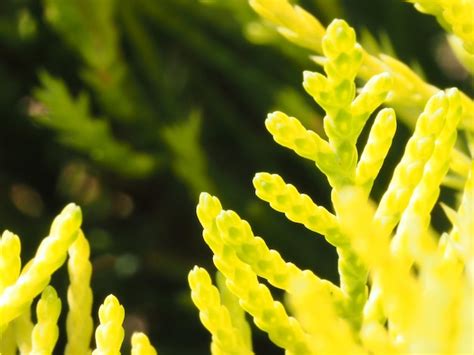 Premium Photo Juniper Shoots In The Bright Sun