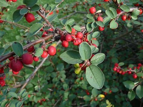 10 Cotoneaster scandinavicus Seeds. Cotoneaster Seeds — Seeds And ...