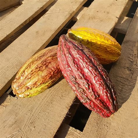 Définition De Cabosse Trésor Caché De Larbre à Cacao