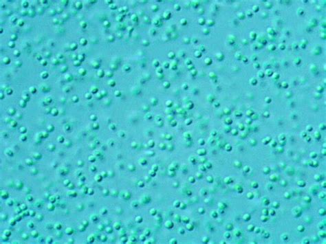 Prochlorococcus04600x450marinus