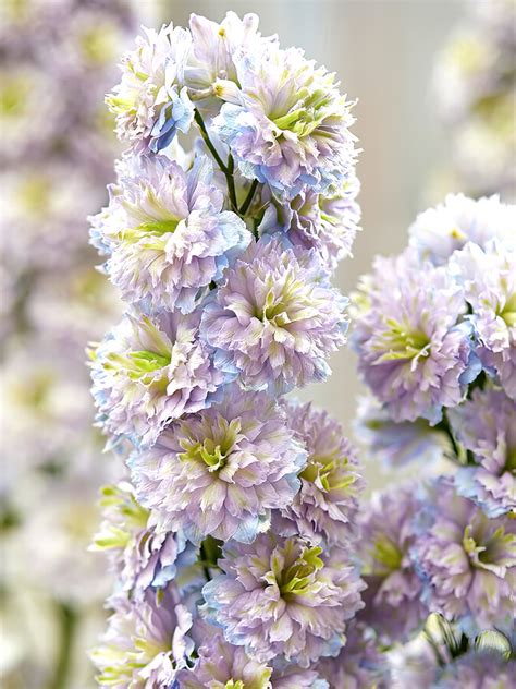 Delphinium Rainbow Sensation Larkspur Bare Roots Dutchgrown™