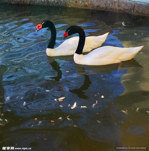 天鹅摄影幸福美满爱情摄影图 鸟类 生物世界 摄影图库 昵图网nipic