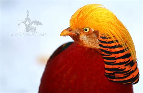Golden Pheasant — Blue Creek Aviaries