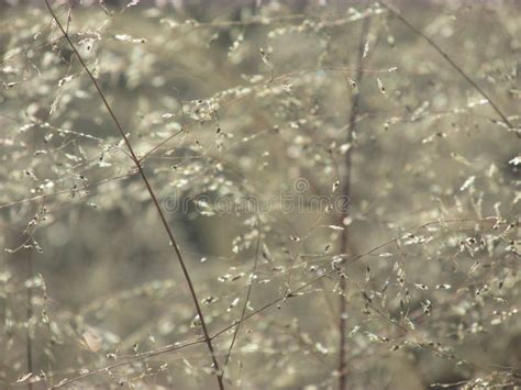 Stems Of Dry Wild Grass Stock Image Image Of Group 156174671