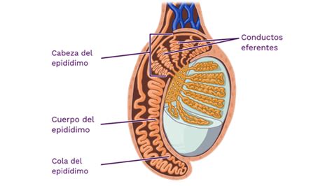 Anatomía Del Epidídimo Homo Medicus