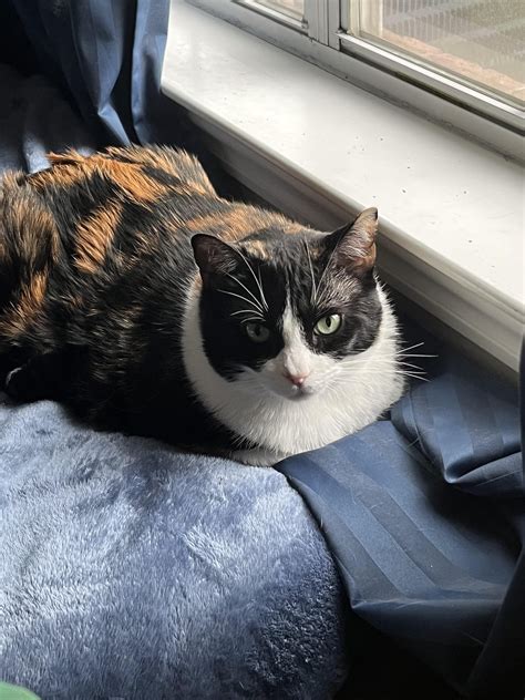 Is My Cat Full Calico Or Tuxedo Calico Mix R Calicokittys