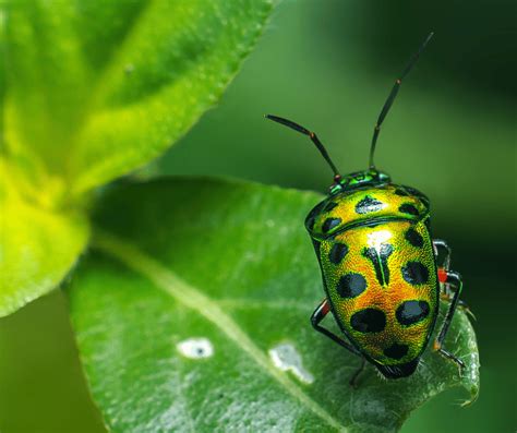 Green Ladybug Symbolism Spiritual Meaning And Significance