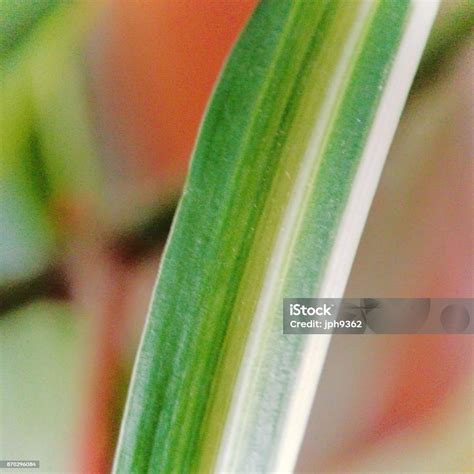 거미 공장 Chlorophytum Comosum의 잎 0명에 대한 스톡 사진 및 기타 이미지 0명 노랑 녹색 Istock