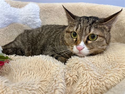 코리안숏헤어 별이 고양이종류 강아지종류 먼치킨 비숑프리제 강아지무료분양 유기견무료분양 시고르자브종 렉돌 친칠라 강아지무료분양 유기견무료분양 유기묘입양 유기묘무료분양