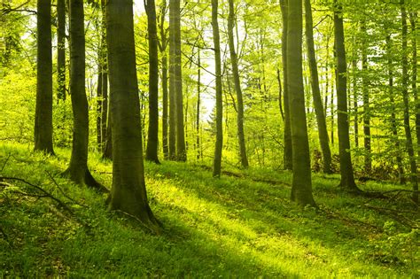 Hintergrundbilder Sonnenlicht Wald Natur Gras Gr N Harz