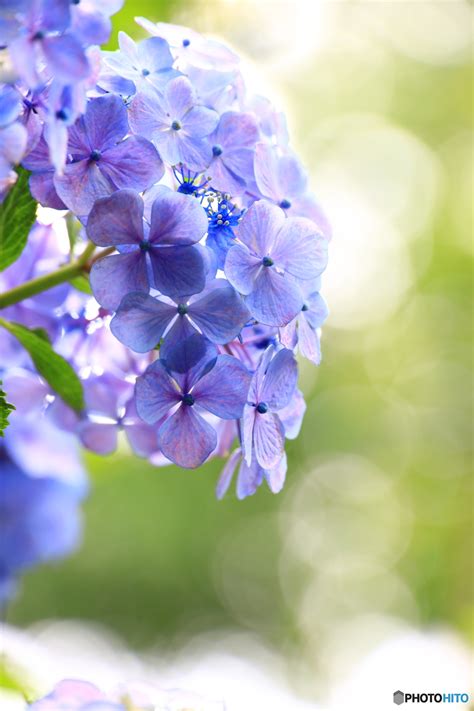 梅雨の晴れ間に By 福助ちゃん （id：11857416） 写真共有サイトphotohito