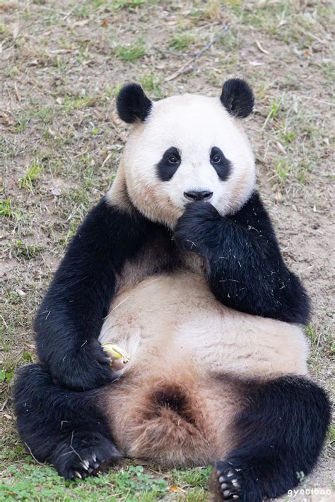 결 On Twitter 230518 죽순 뇸뇸하는 푸바오~ 🐼💚