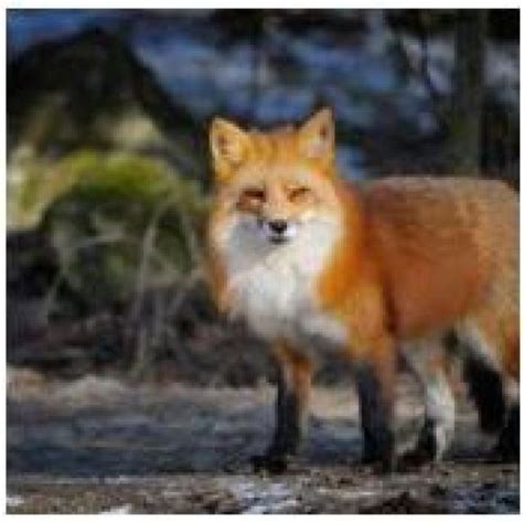 Yolov5 Object Detection Dataset By William