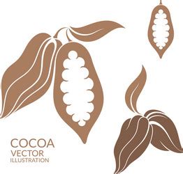 Cocoa Royalty Free Vector Image VectorStock