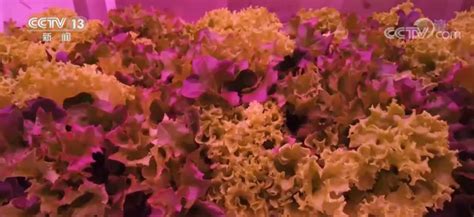 科技赋能 植物工厂让蔬菜达到最佳生长状态 四川在线