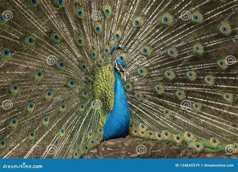 Screaming Peacock Stock Image Image Of Estridente Pavo 134645579