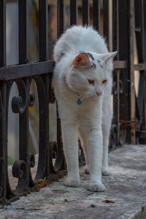 Не желаете познакомиться белый кот одесские котики под катом