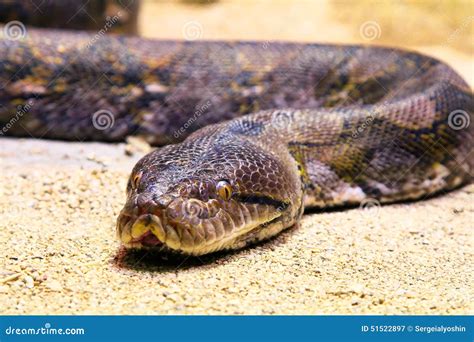 Python On A Sand Captured With Small Depth Of Field Stock Image