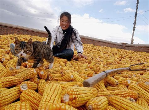Kenapa Biji Jagung Kekal Bentuknya Dalam Najis Iluminasi