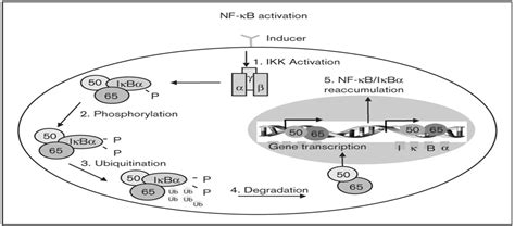 Nuclear Factor Kappa B Signaling In Catabolic Disorders Current Opinion In Clinical Nutrition