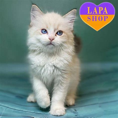 Кішечка породи регдол Корса Lapa Shop