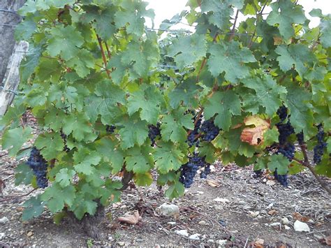 Sancerre Rose 2019 French Vines